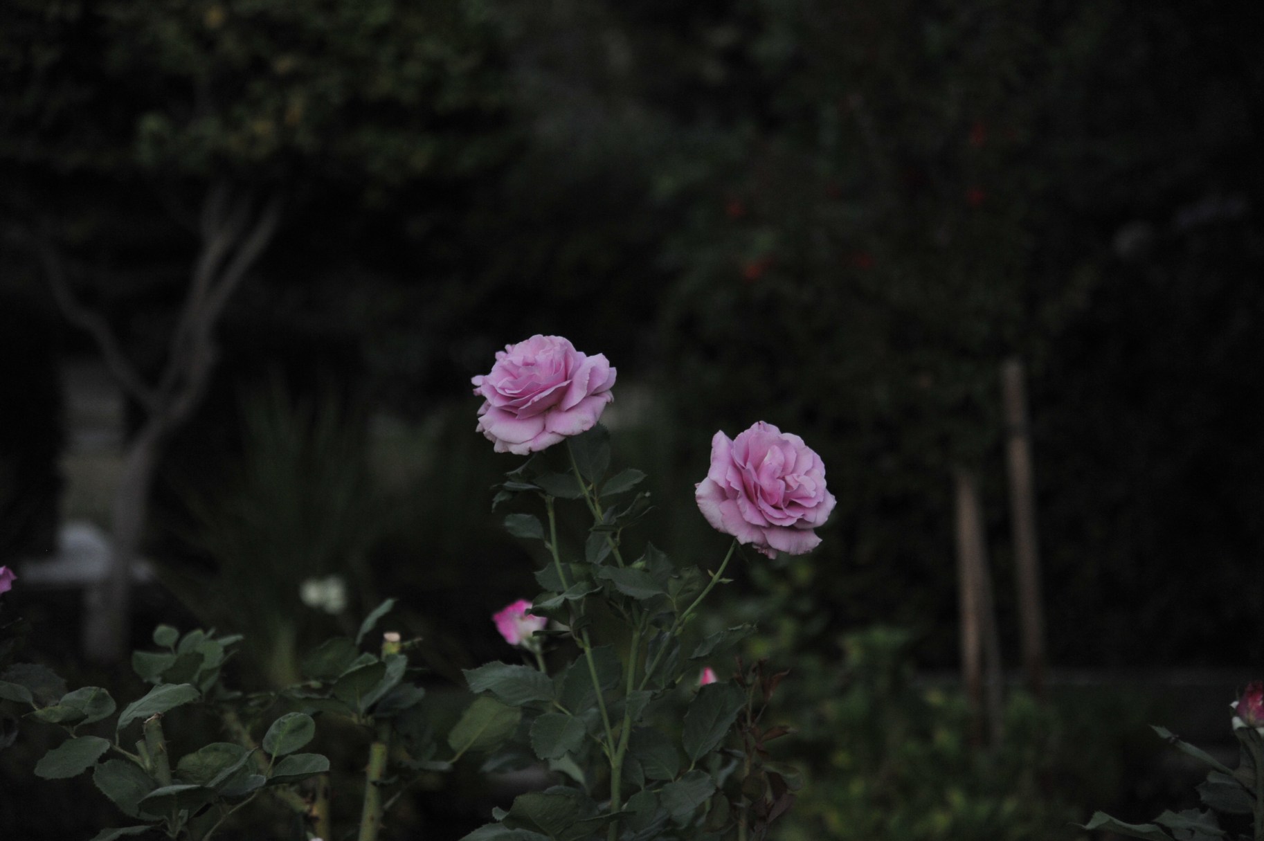 Two Light Purple Roses at McKinley Park at Sunset One Summer Evening ...